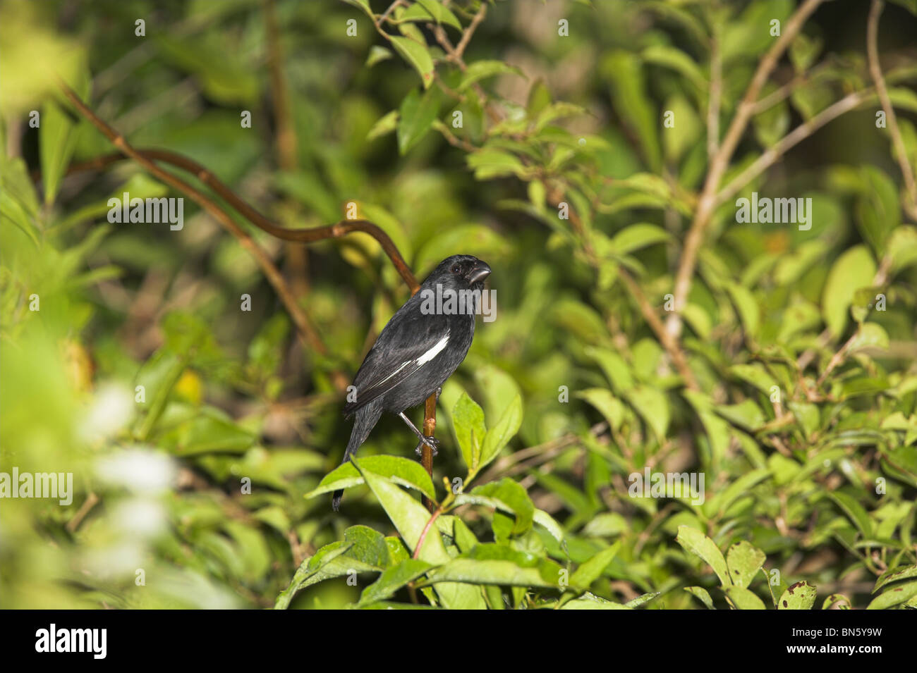 Melopyrrha nigra hi-res stock photography and images - Alamy