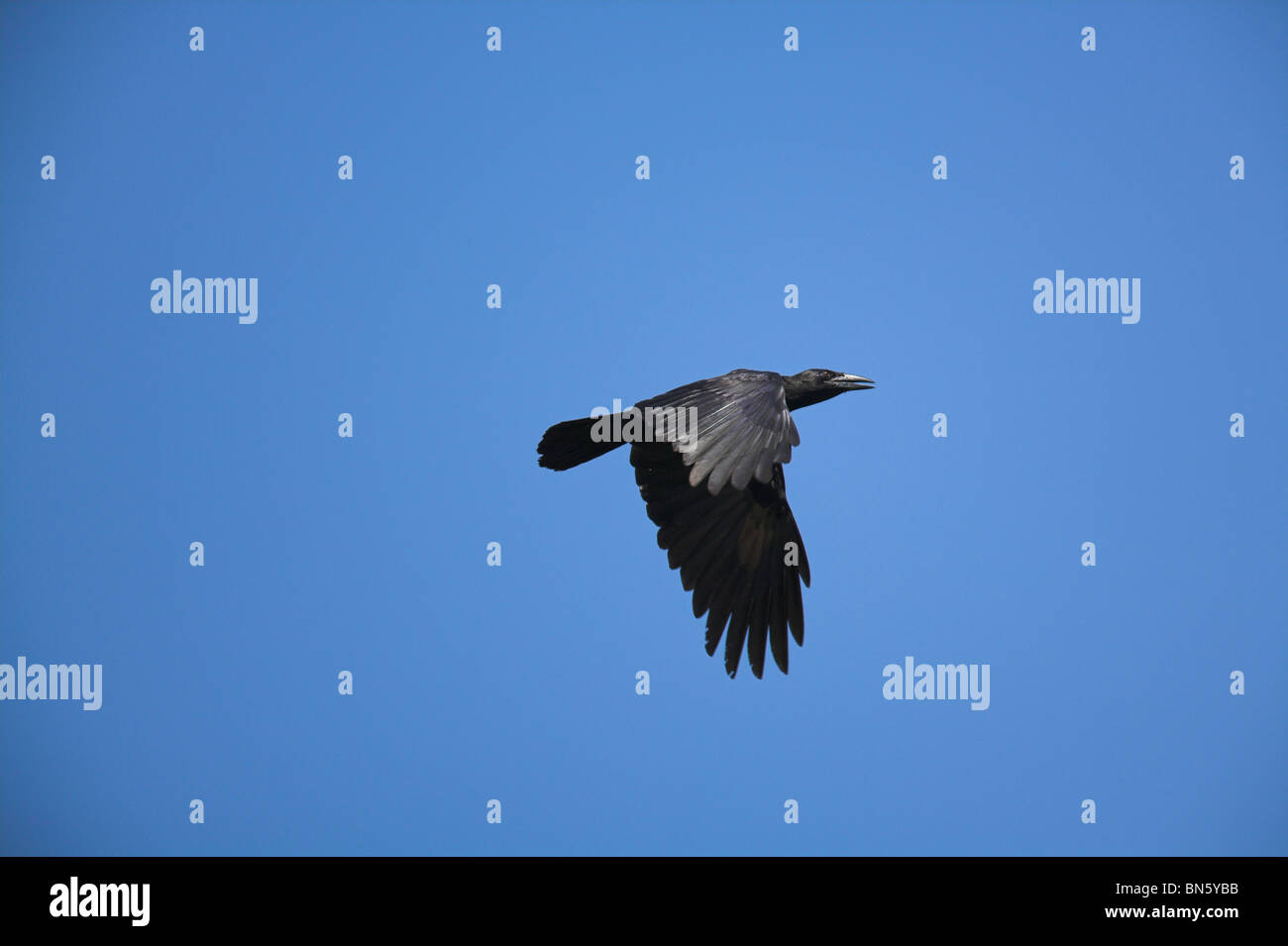 Cuban Crow Corvus nasicus in flight against blue sky at La Belen ...