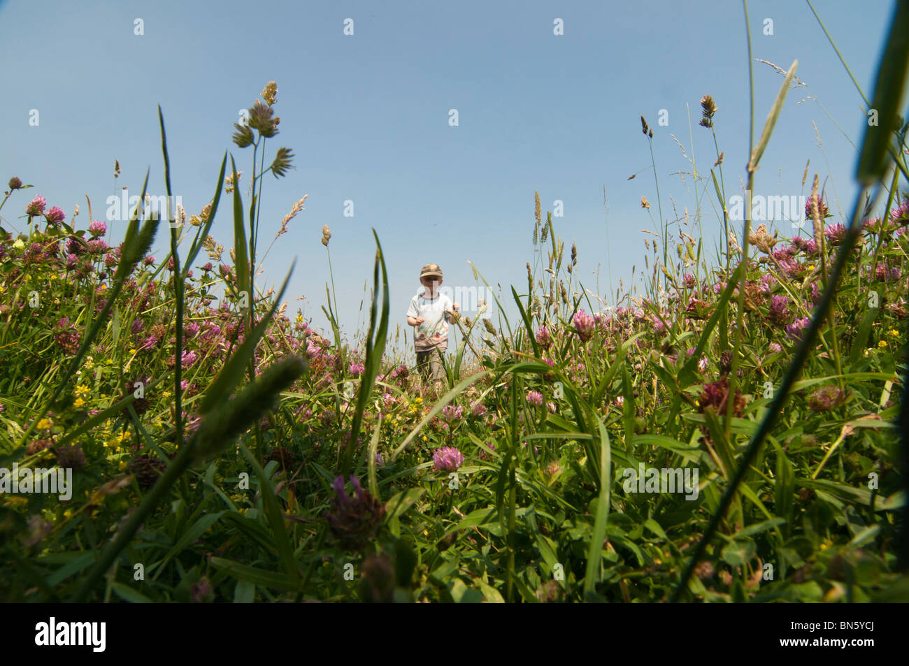 Boy walking through wildflower meadow Stock Photo - Alamy