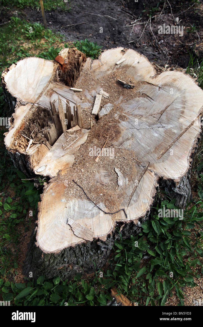 The stump of a recently chopped down tree Stock Photo - Alamy