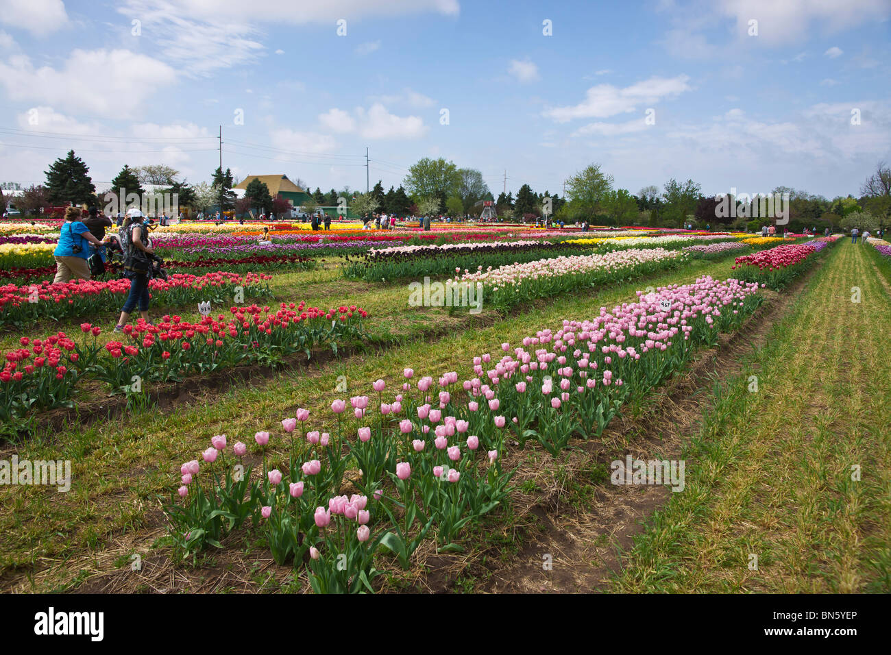 Tulip time festival Dutch Holland Michigan in USA US Tulip gardens in ...