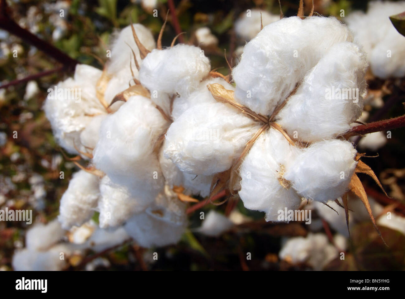 Agriculture Cotton Field Fields High Resolution Stock Photography and ...
