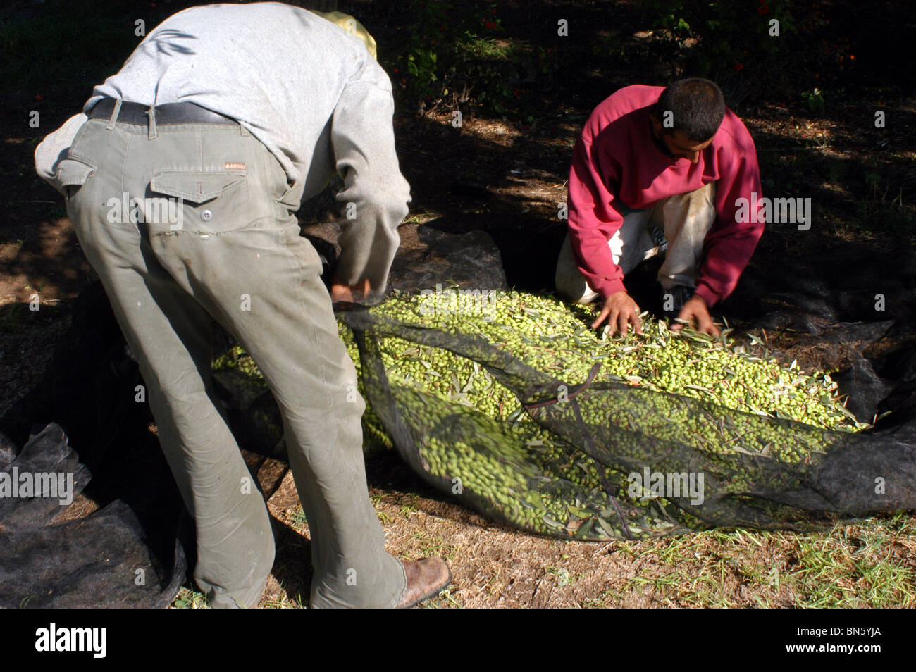 Israel Olive Tree High Resolution Stock Photography and Images - Alamy
