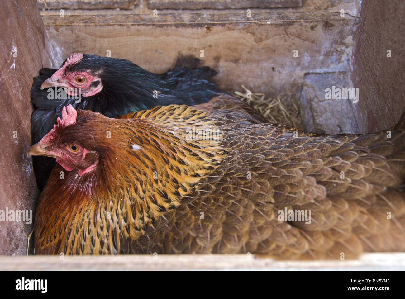 Two broody hens in a laying box Stock Photo - Alamy