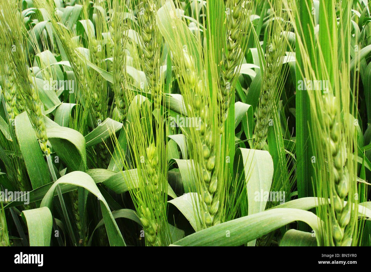Israel Agriculture High Resolution Stock Photography and Images - Alamy