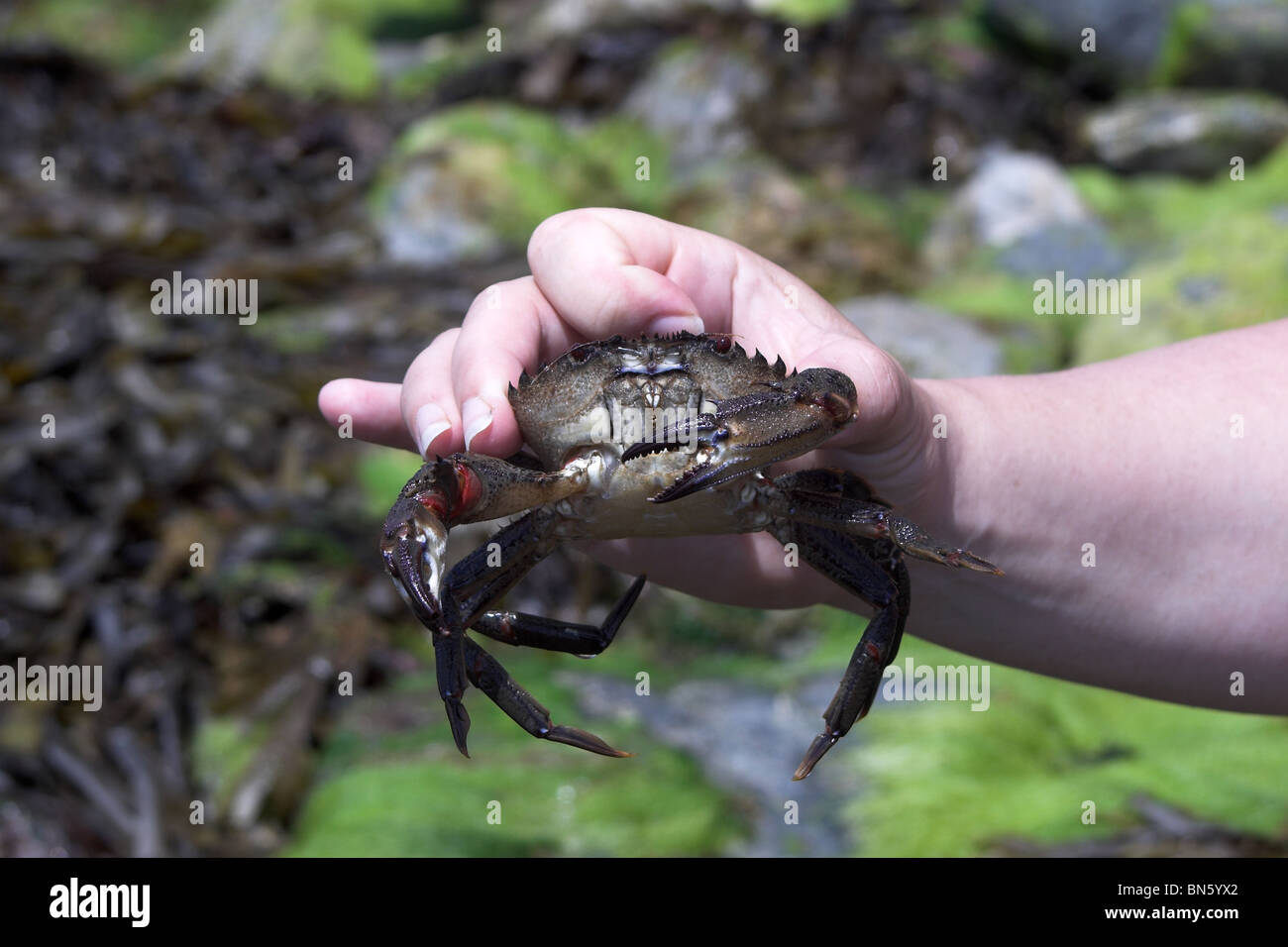 Crab in rockpool hi-res stock photography and images - Alamy