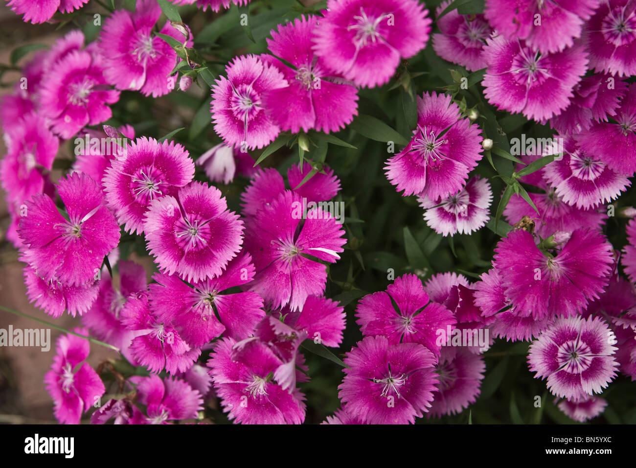 Cheddar Pink Flower High Resolution Stock Photography and Images - Alamy