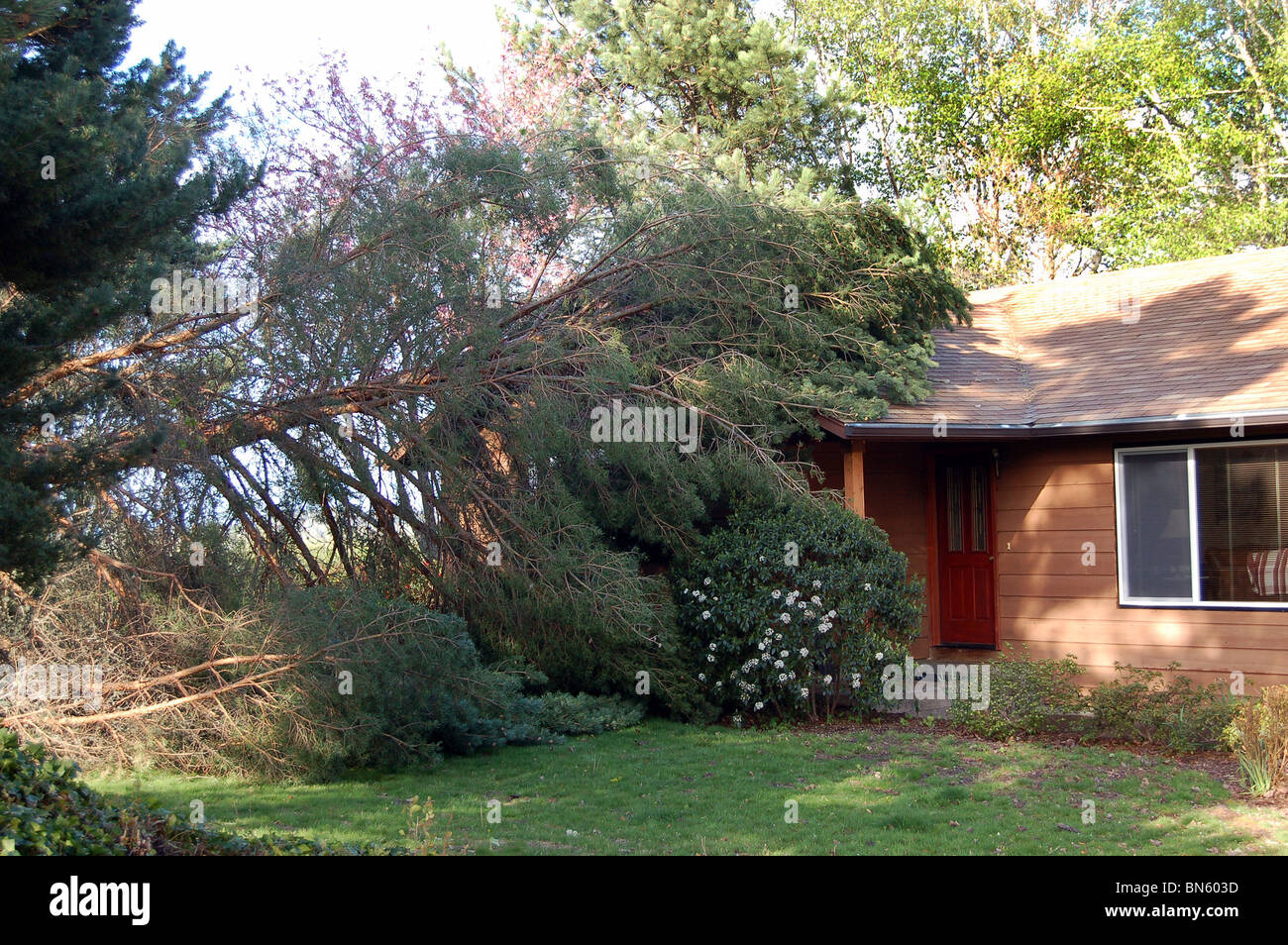 Broken house window tree branches hi-res stock photography and images ...
