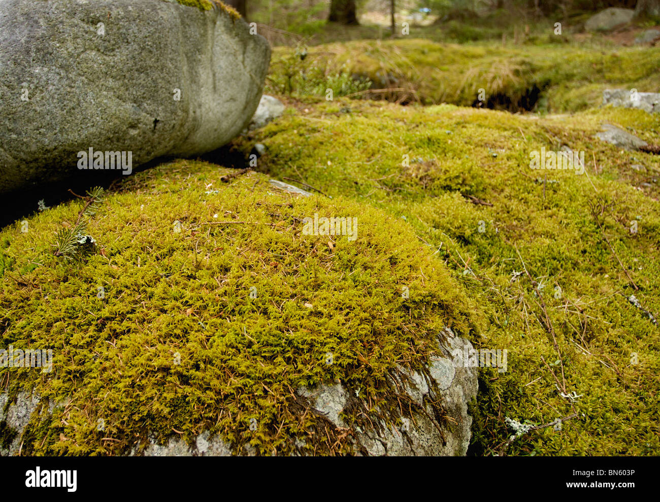Stones covered by moss Stock Photo - Alamy