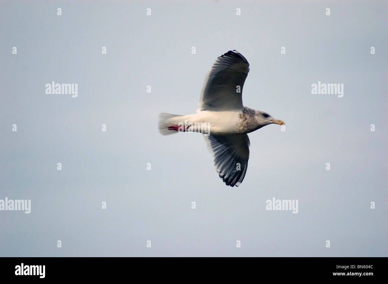 Flying bird hi-res stock photography and images - Alamy