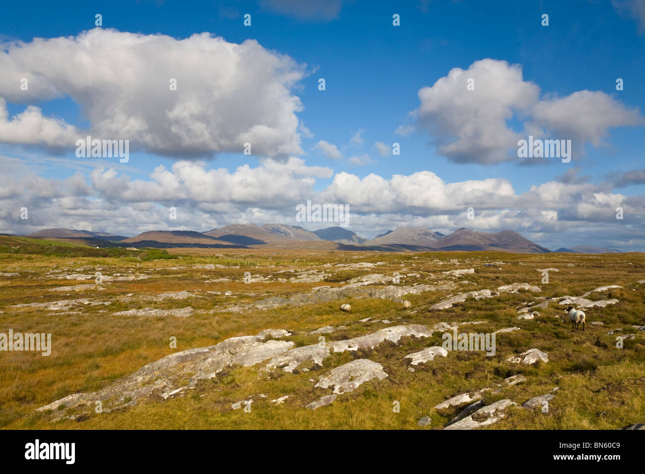 Sheep grazing in bog landscape, Connemara National Park, Connemara, Co ...