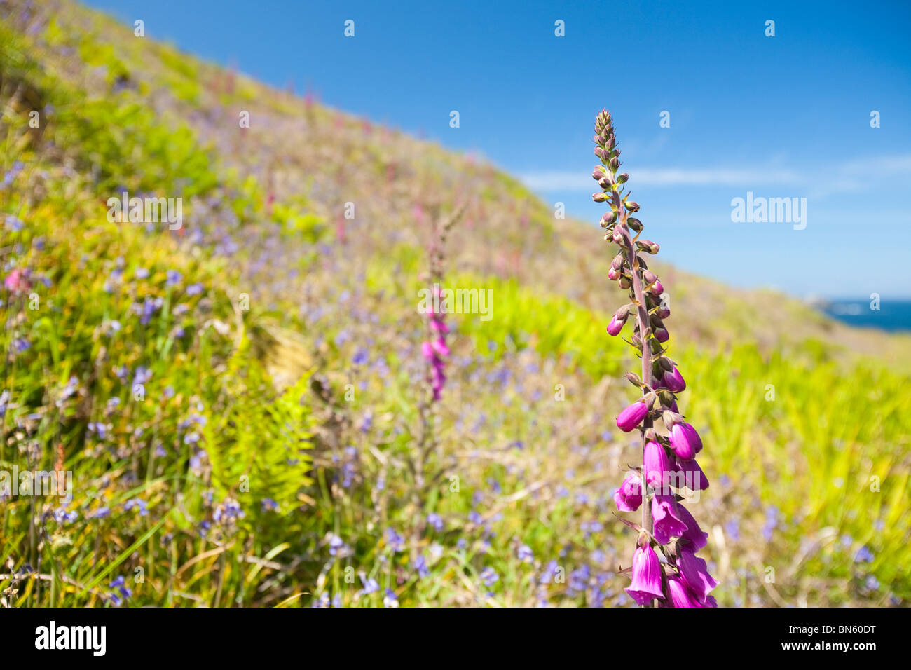 Wild cornish flowers hi-res stock photography and images - Alamy