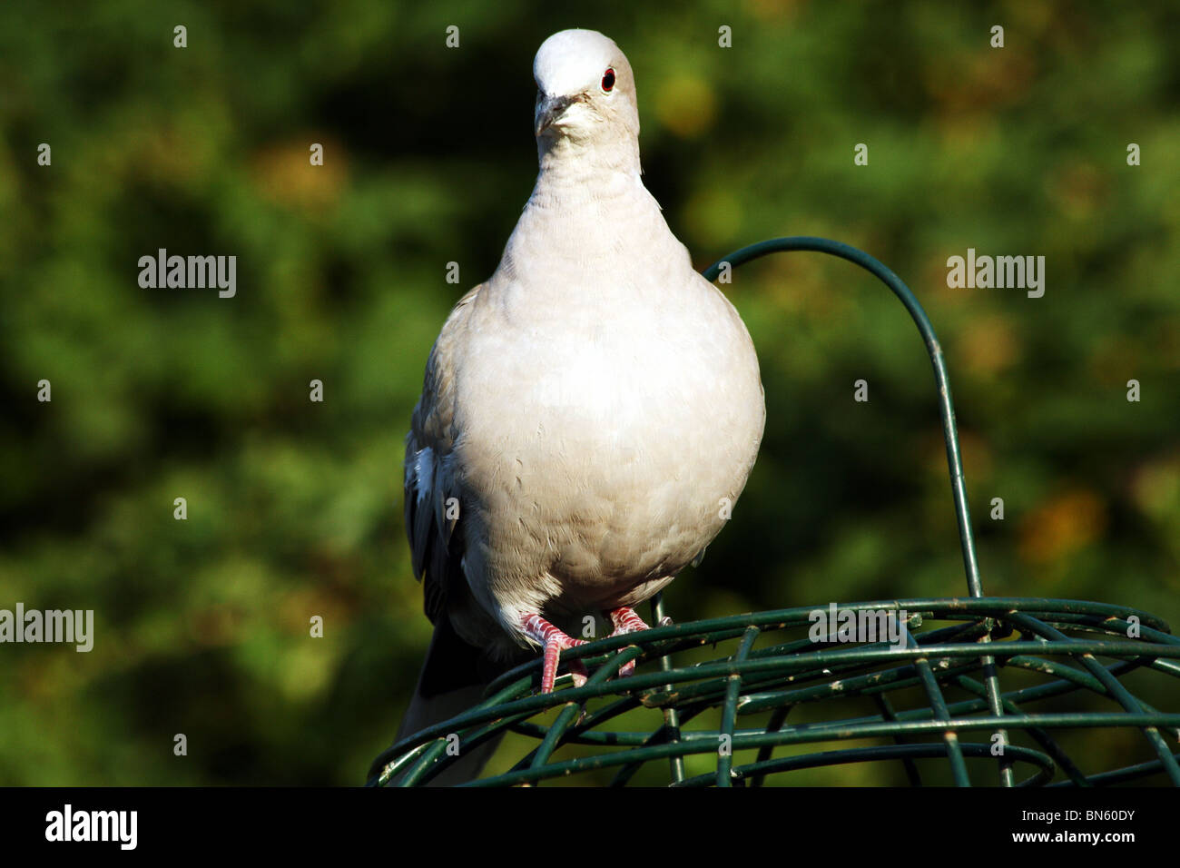 Columbidae family hi-res stock photography and images - Alamy