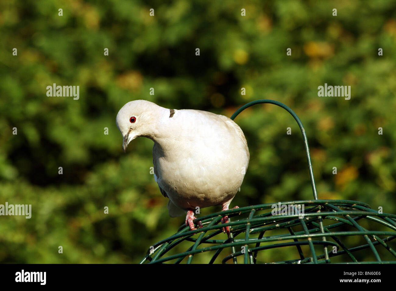 Columbidae family hi-res stock photography and images - Alamy