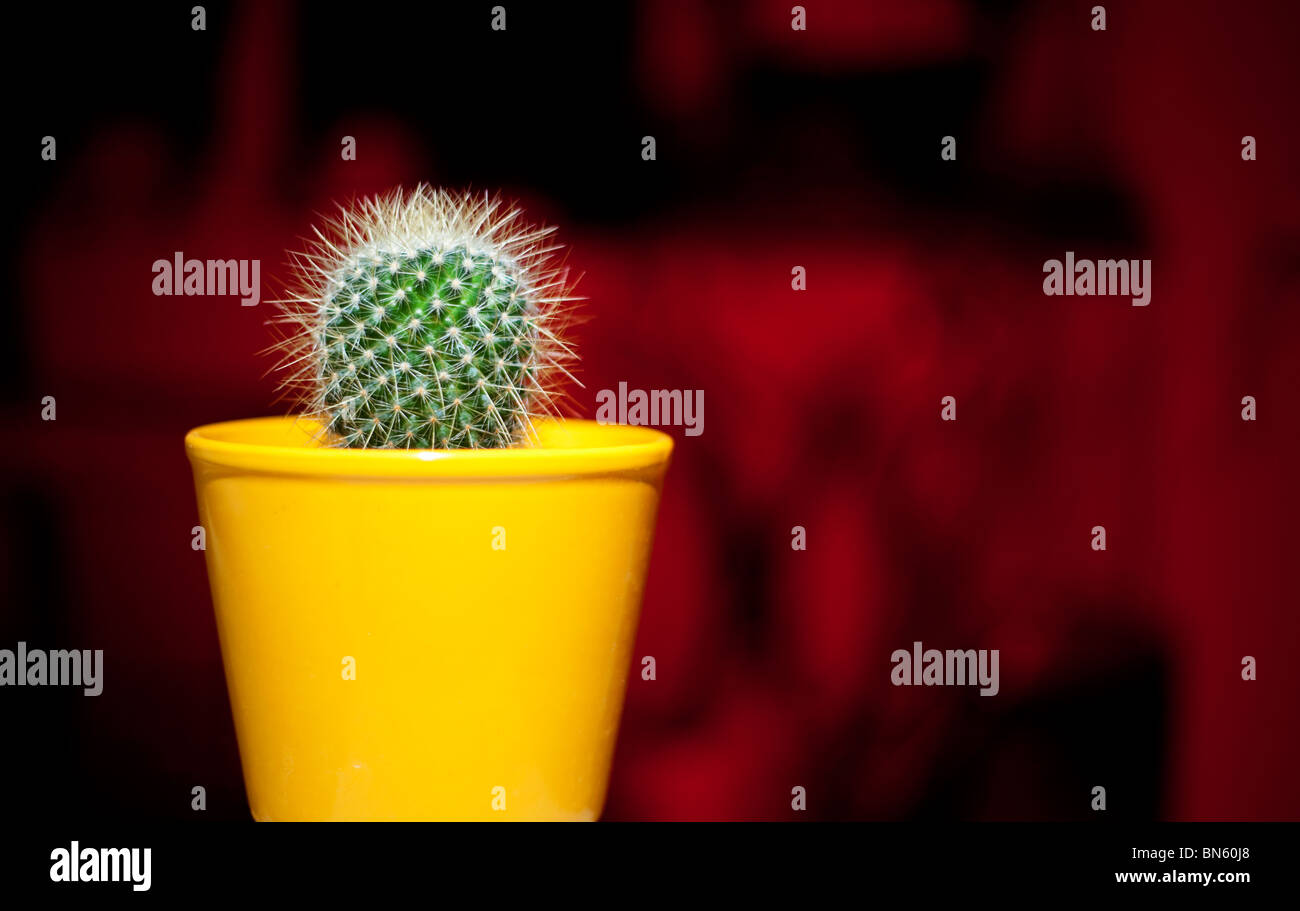 Cactus in a yellow pot against a red background Stock Photo - Alamy
