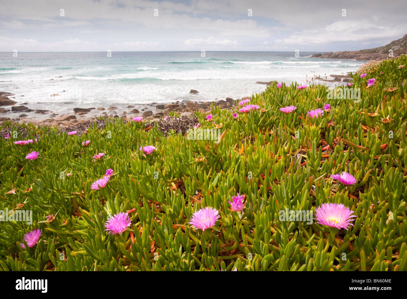 The Hottentot Fig (Carpobrotus edulis) an Invasive foreign plant on the ...