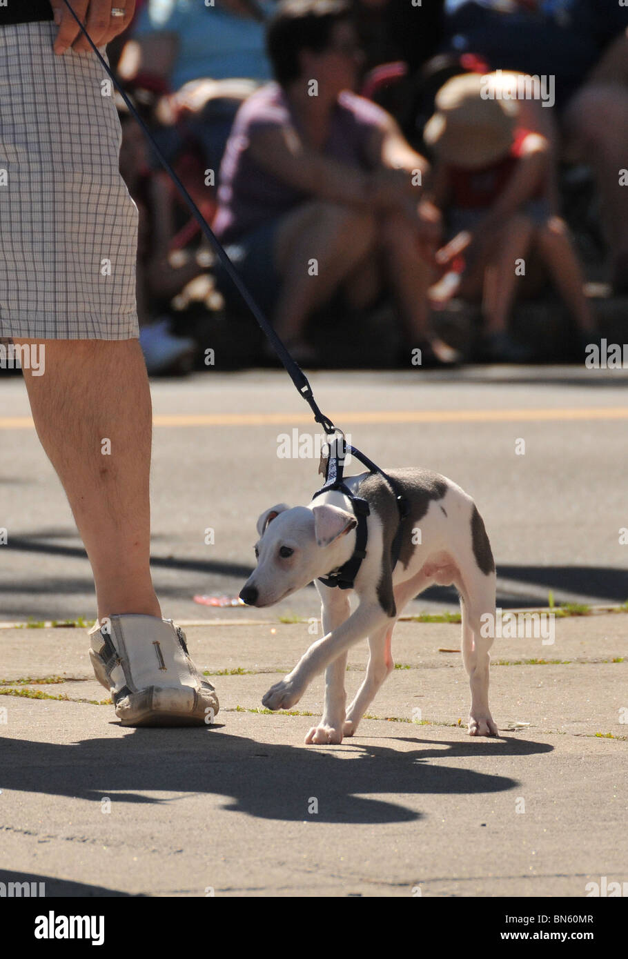 Italian greyhound hi-res stock photography and images - Alamy