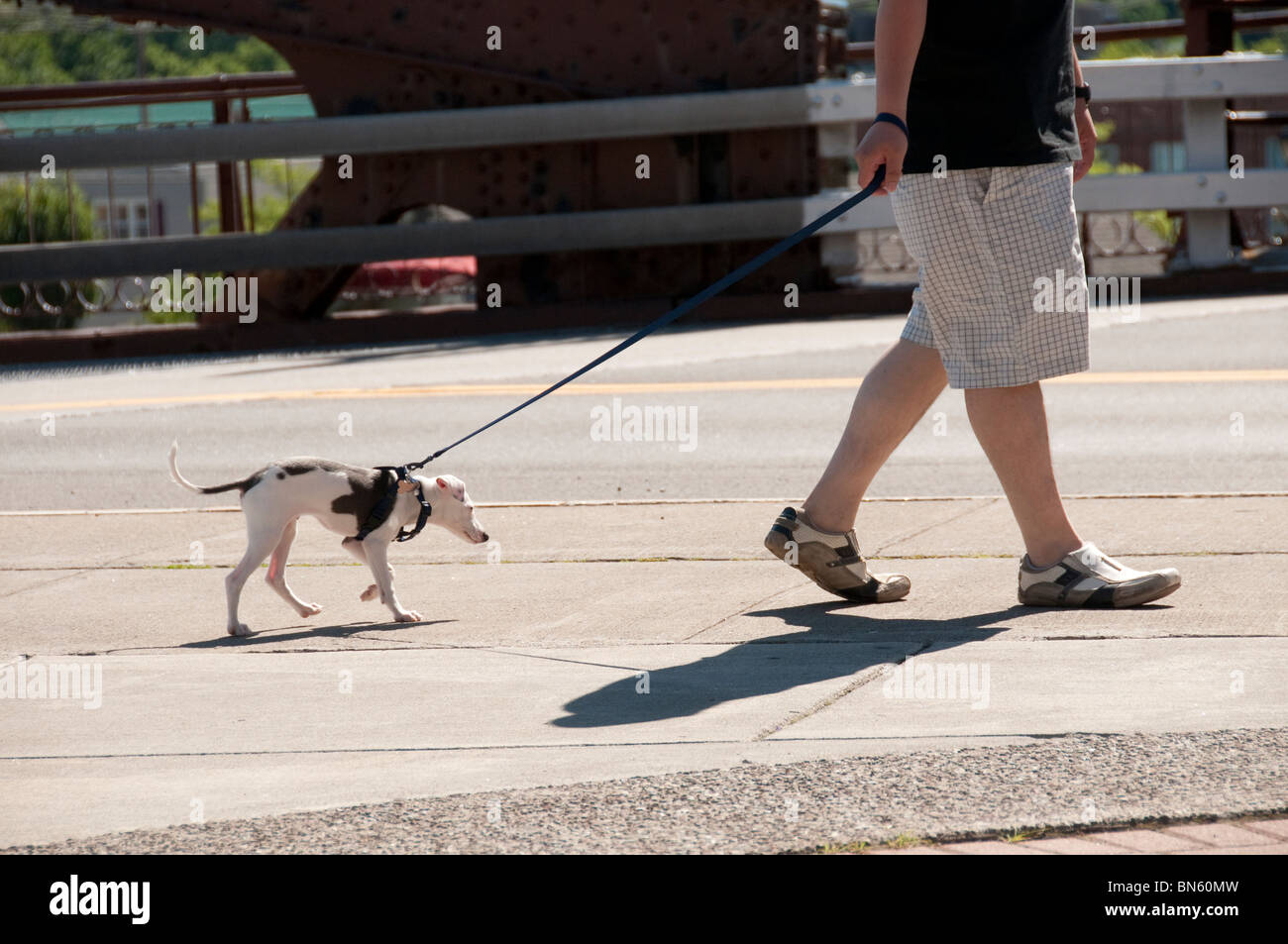 Man walking Italian Greyhound puppy Stock Photo - Alamy