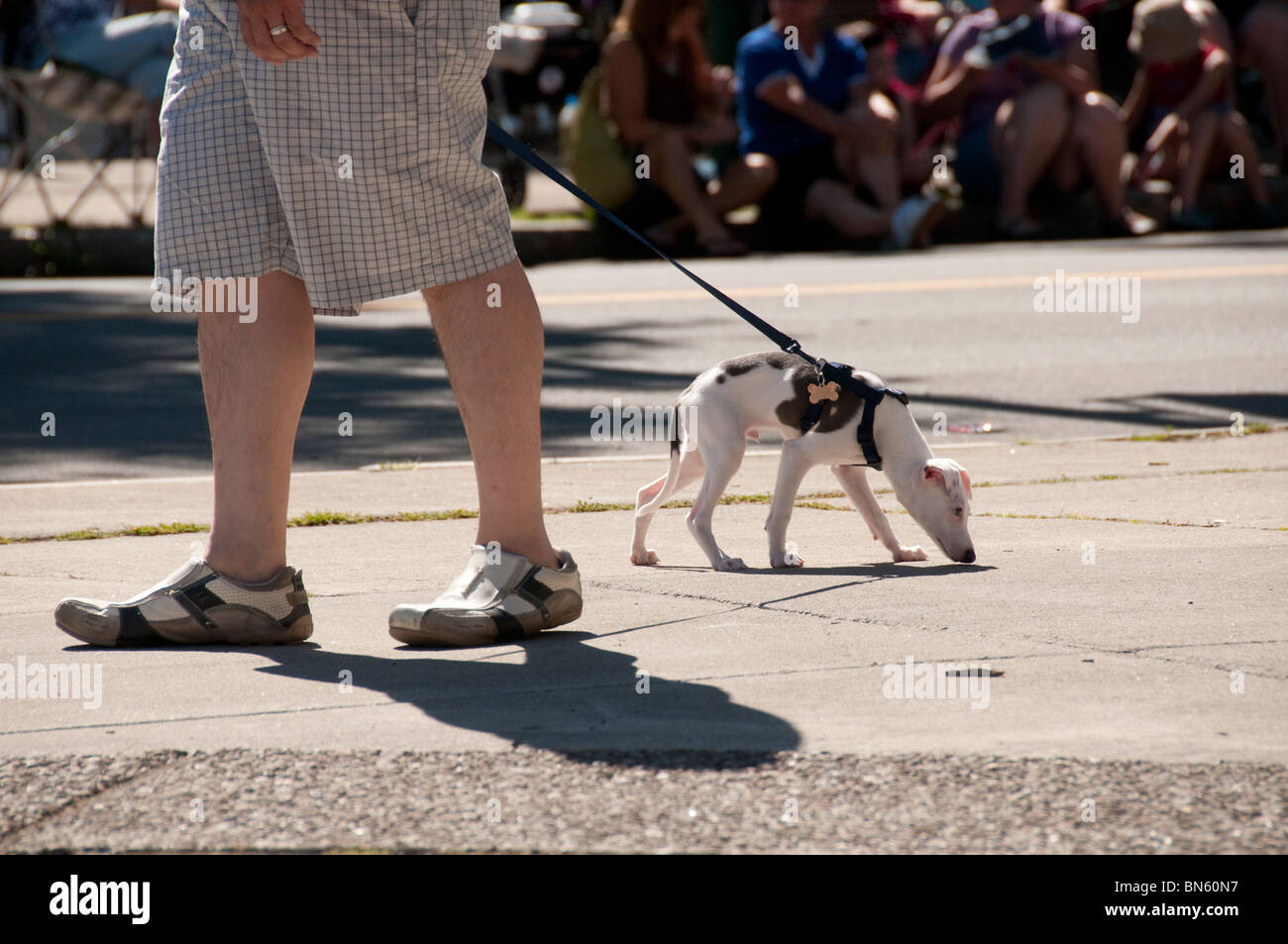 Italian Greyhound Puppy Stock Photos & Italian Greyhound Puppy Stock ...