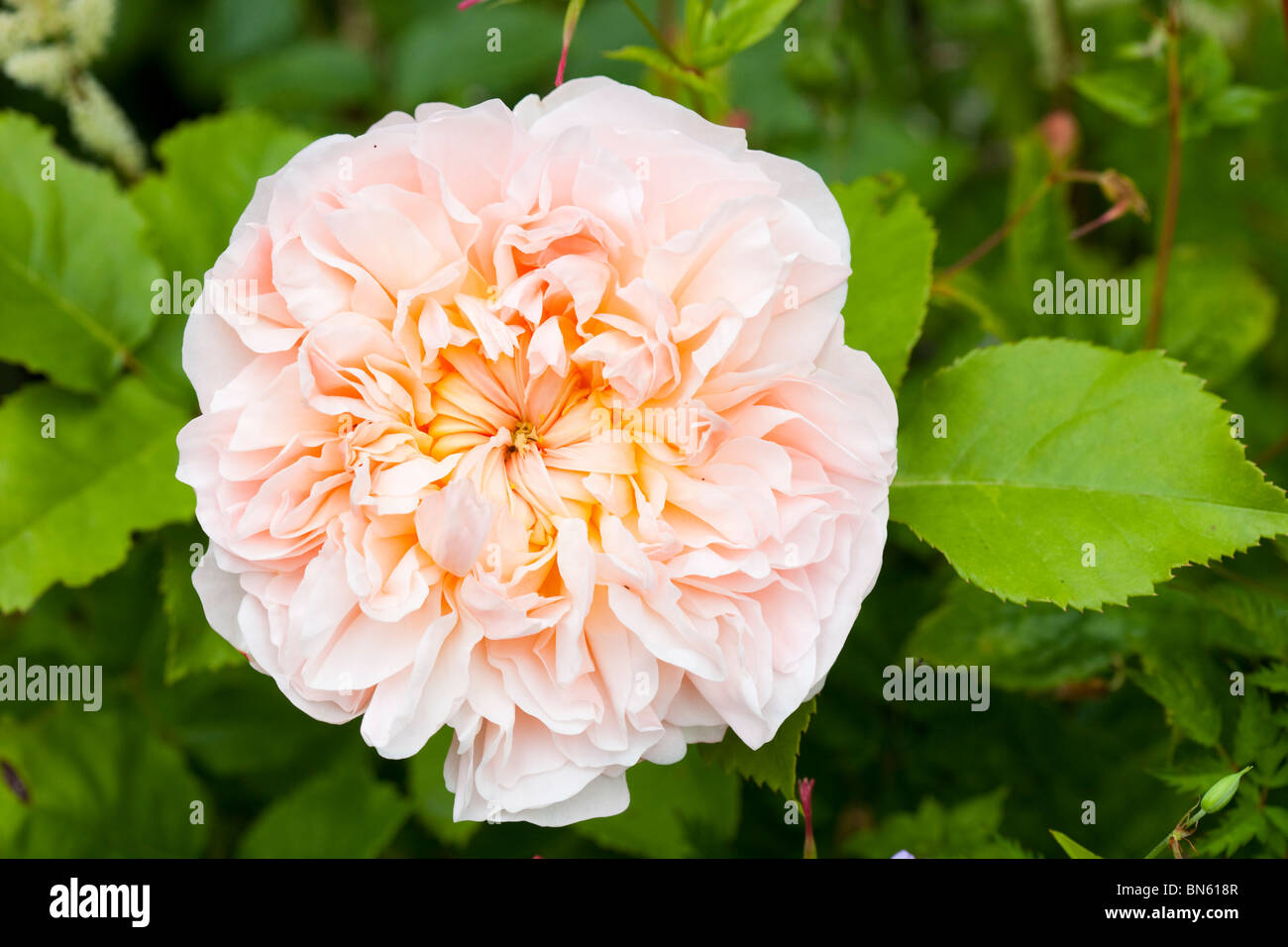 An English rose Stock Photo - Alamy