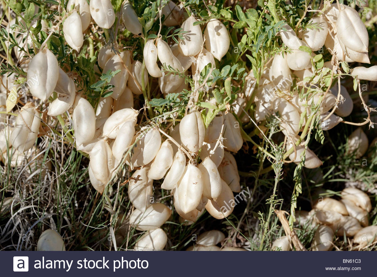 Locoweed Plant Stock Photos & Locoweed Plant Stock Images - Alamy