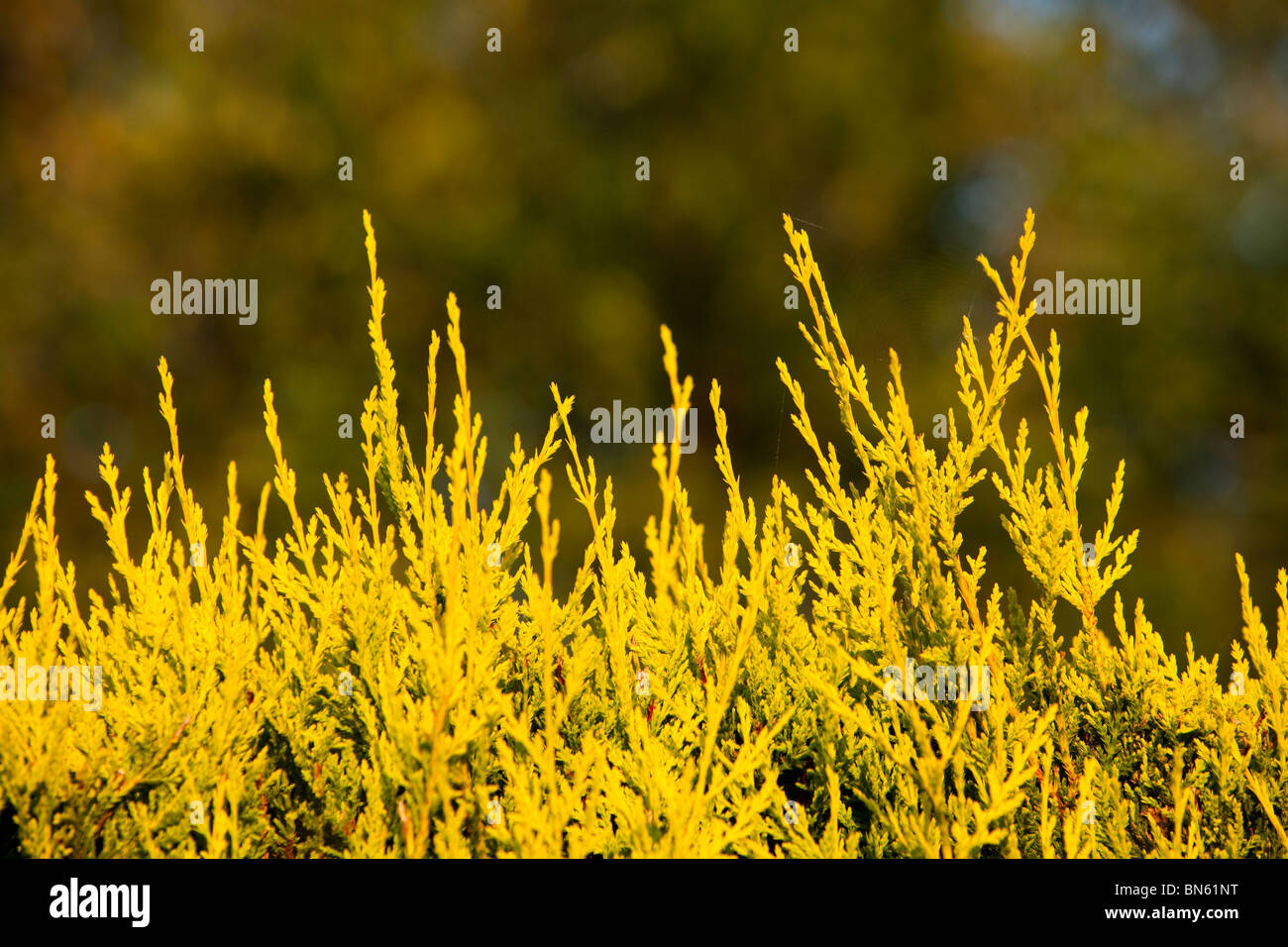 A sprouting conifer hedge Stock Photo - Alamy