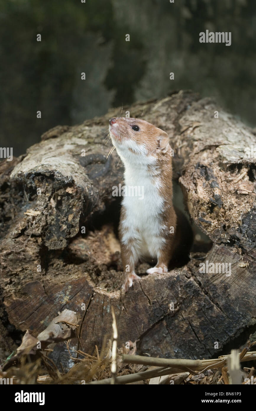 Weasel (Mustela nivalis). Viewing from close security of hole in a tree ...