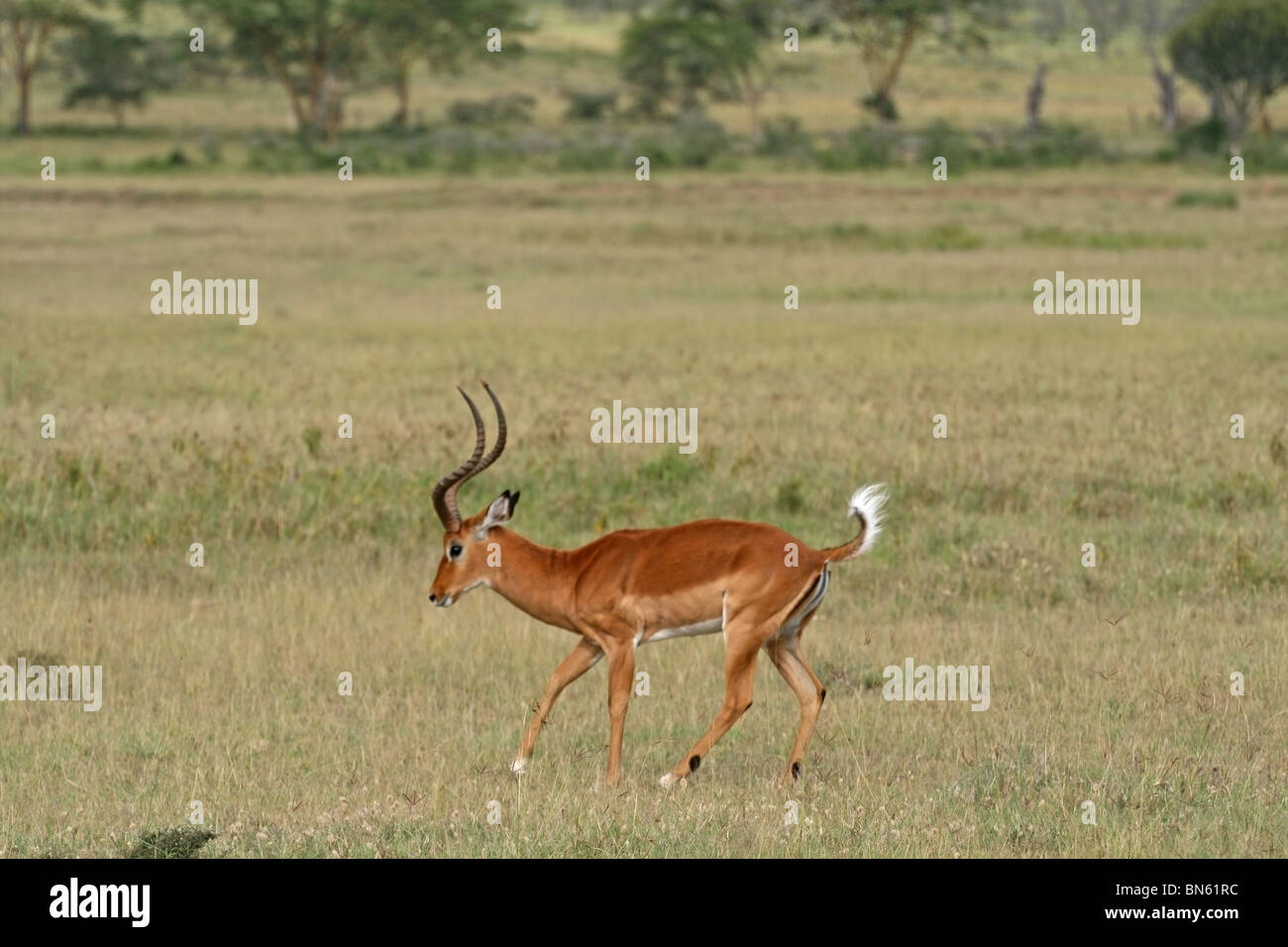 Male Impala Deer walking in an aggressive mood. Picture taken in Lake ...