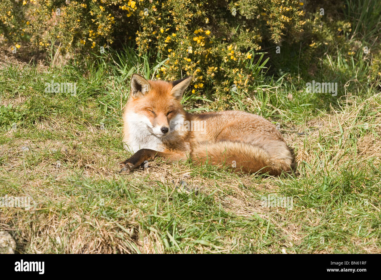Red Fox (Vulpes vulpes). Resting and snoozing in the open, mid-day, in ...