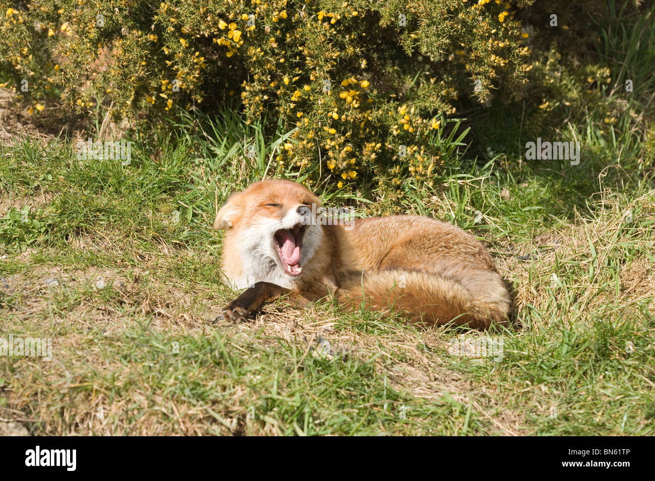 Snoozing red fox hi-res stock photography and images - Alamy