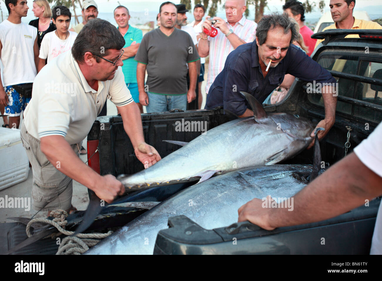 Fisherman land a catch of huge mediterranean tuna at Georgioupolis ...