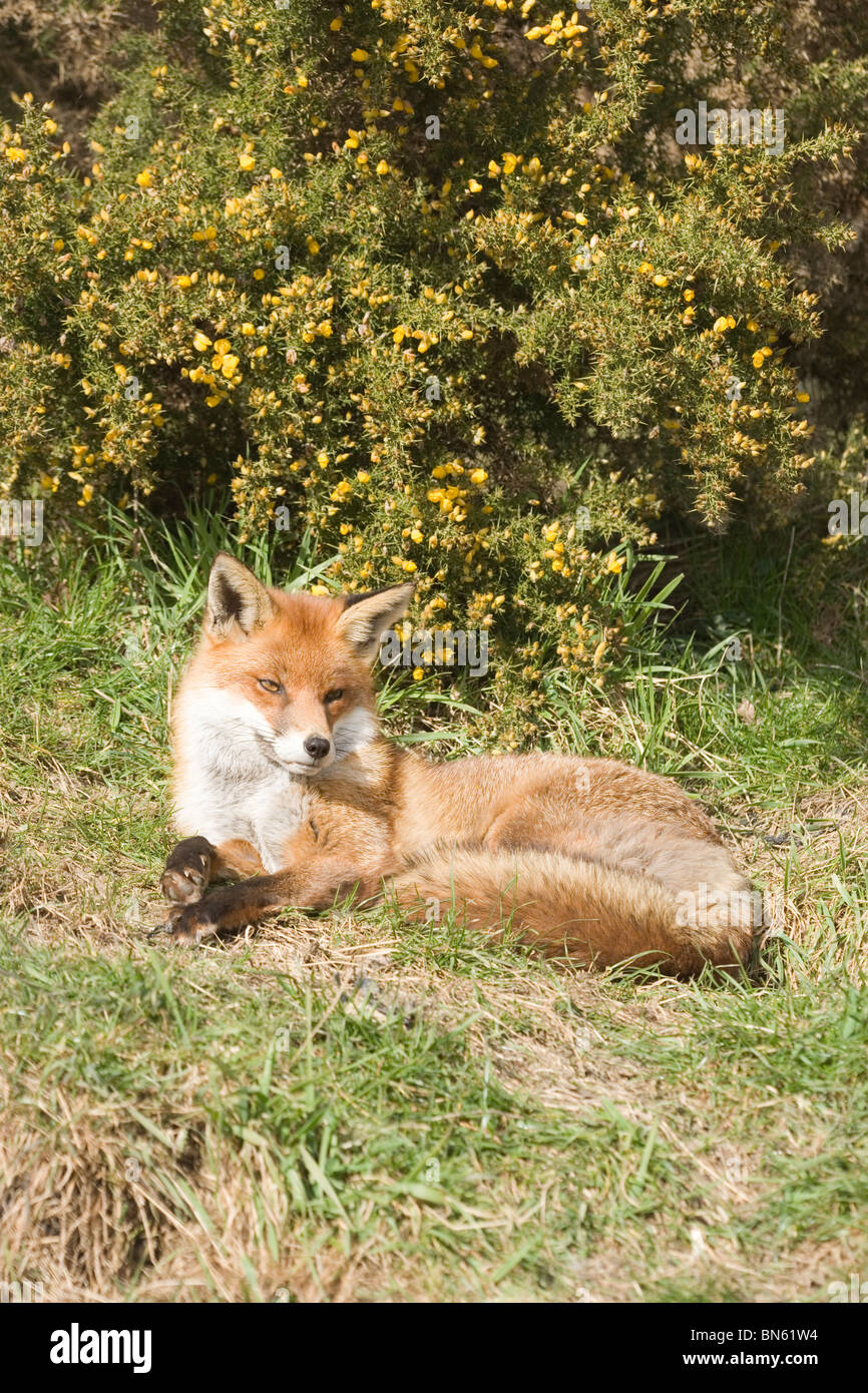 Red Fox (Vulpes vulpes). Resting and snoozing in the open, mid-day, in ...