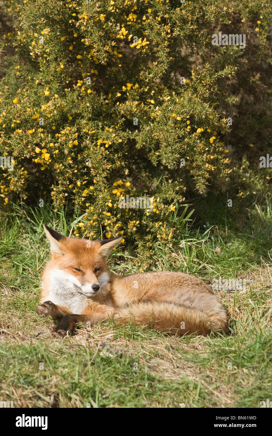 Red Fox (Vulpes vulpes). Resting and snoozing in the open, mid-day, in ...