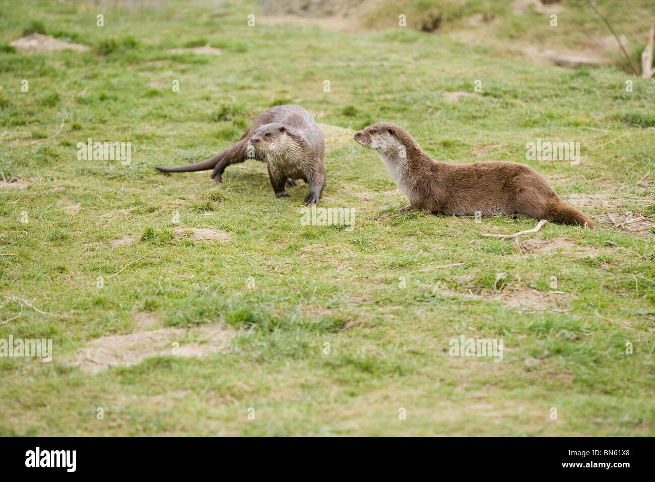 Eurasian Otter (Lutra lutra). Pair Stock Photo - Alamy