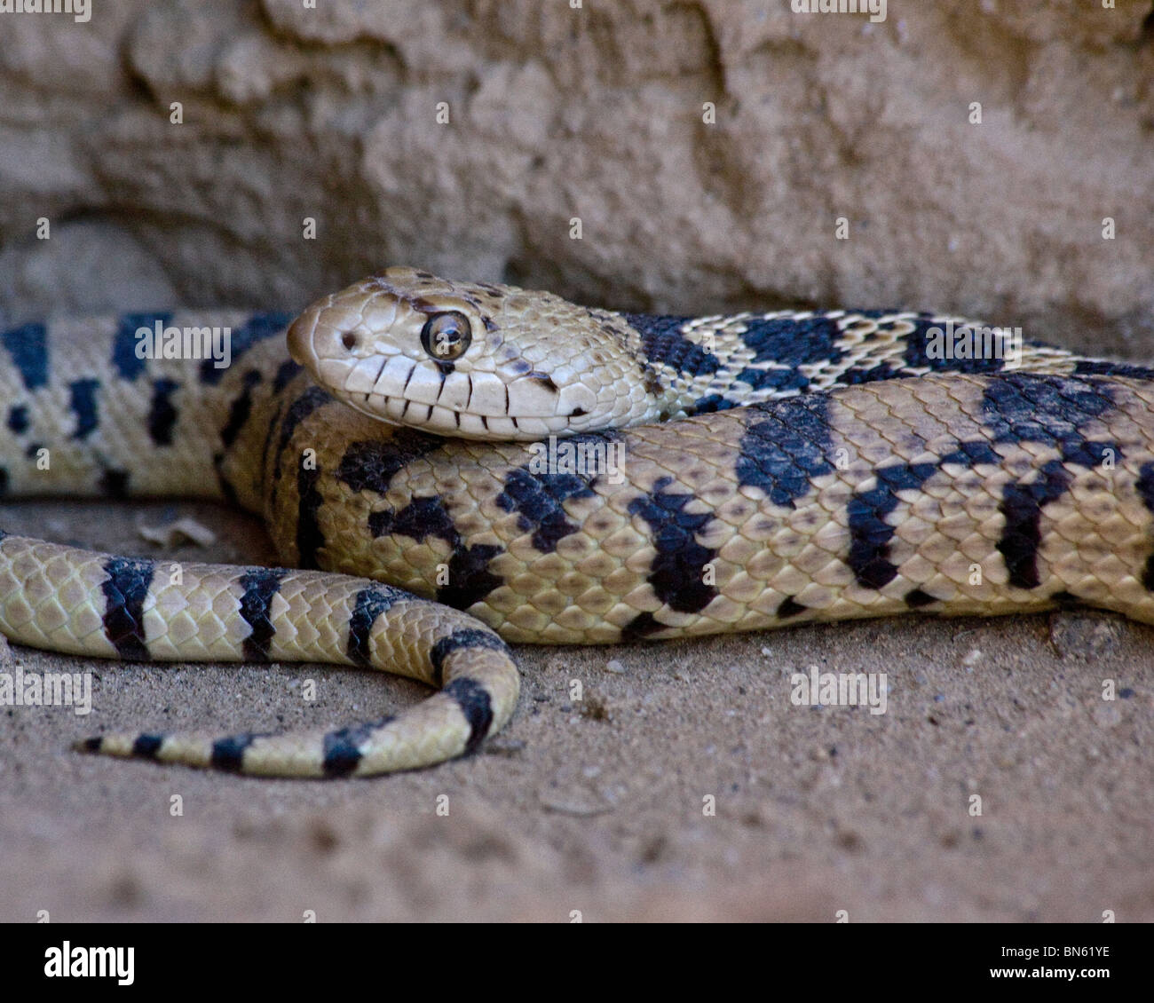 Bullsnake hi-res stock photography and images - Alamy