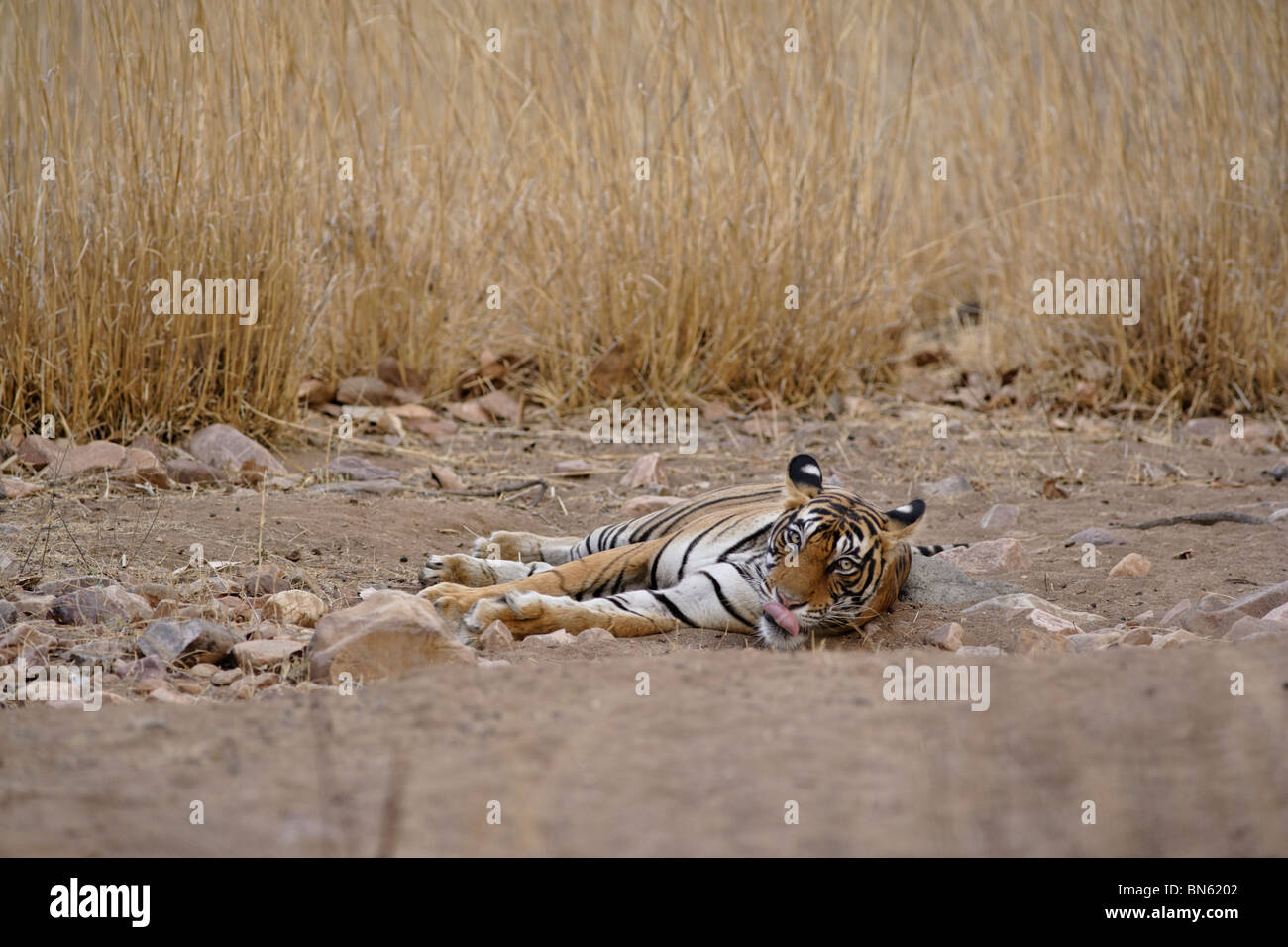 Tiger lying down side on hi-res stock photography and images - Alamy