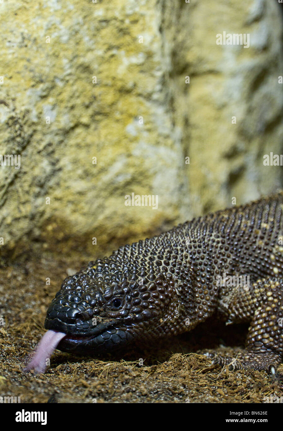 A single Mexican Beaded Lizard (Heloderma horridum) scenting the air ...