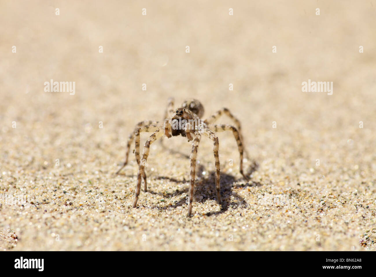 Desert spider hi-res stock photography and images - Alamy