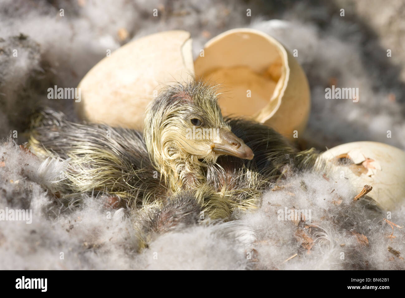 Bar-headed Geese (Anser indicus). Gosling just emerged from egg ...