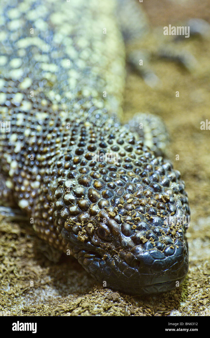 Mexican beaded lizard hi-res stock photography and images - Alamy