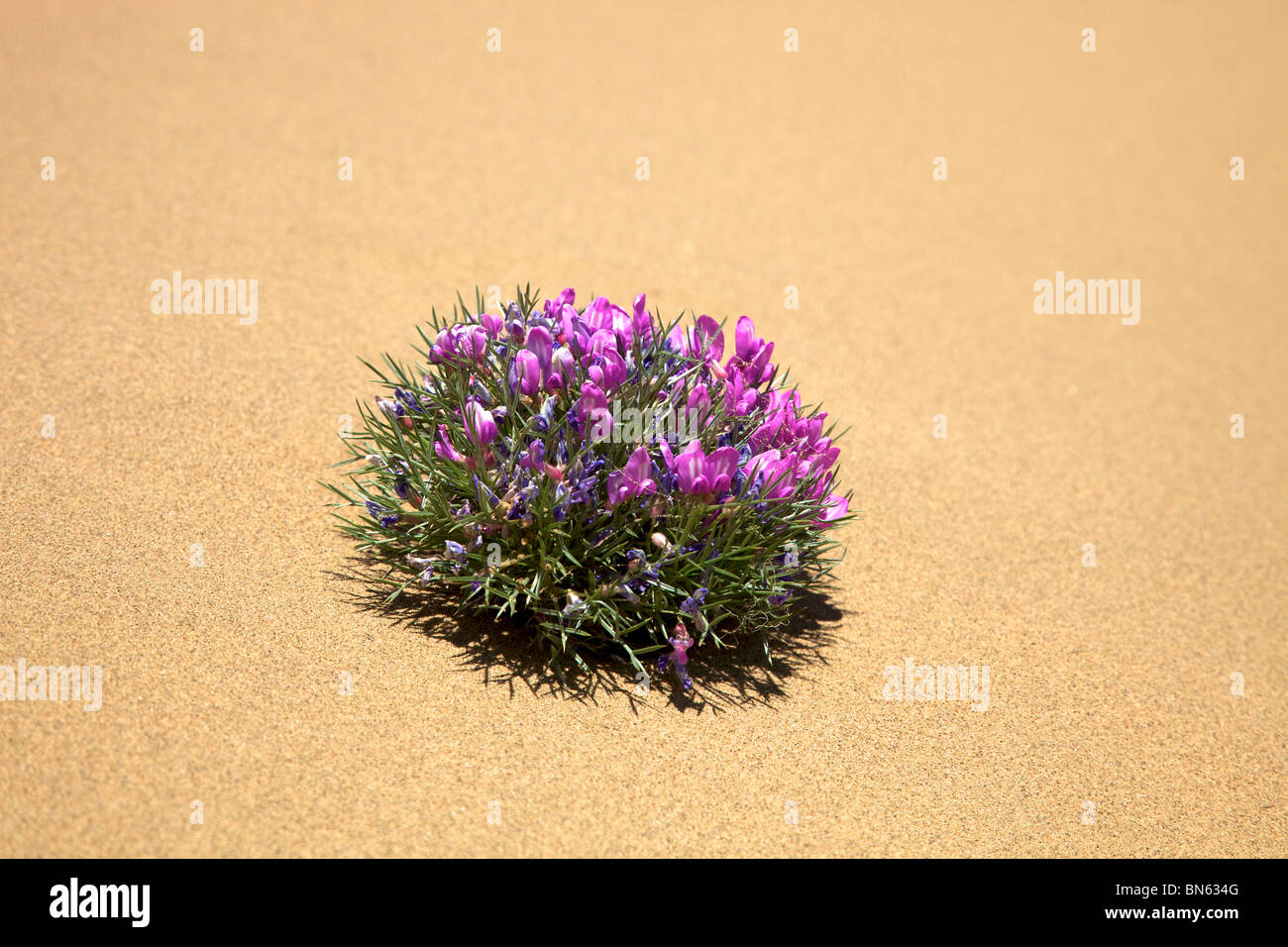 Kizilkum desert hi-res stock photography and images - Alamy