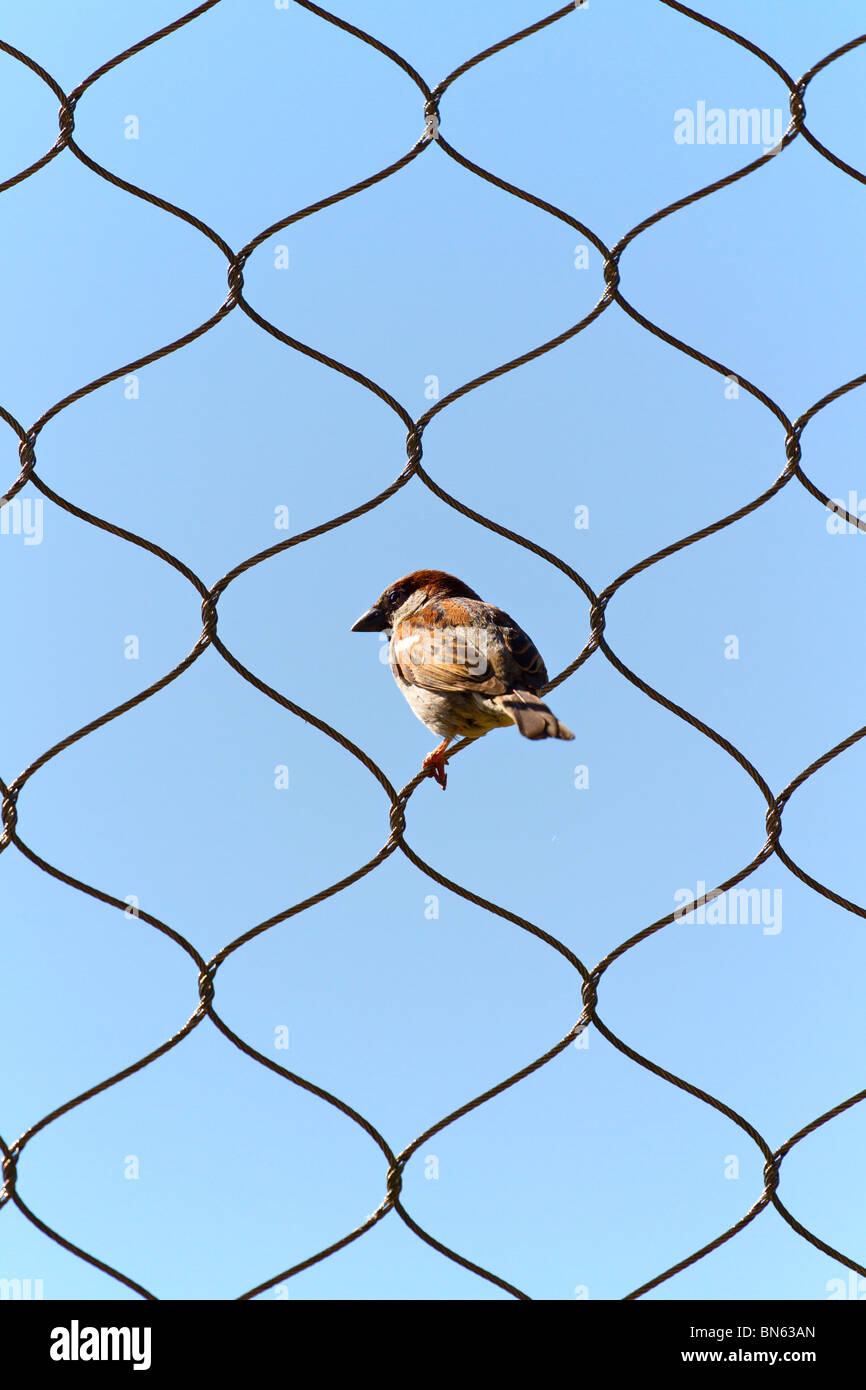 A single House Sparrow (Passer domesticus) perched on chain link wire ...
