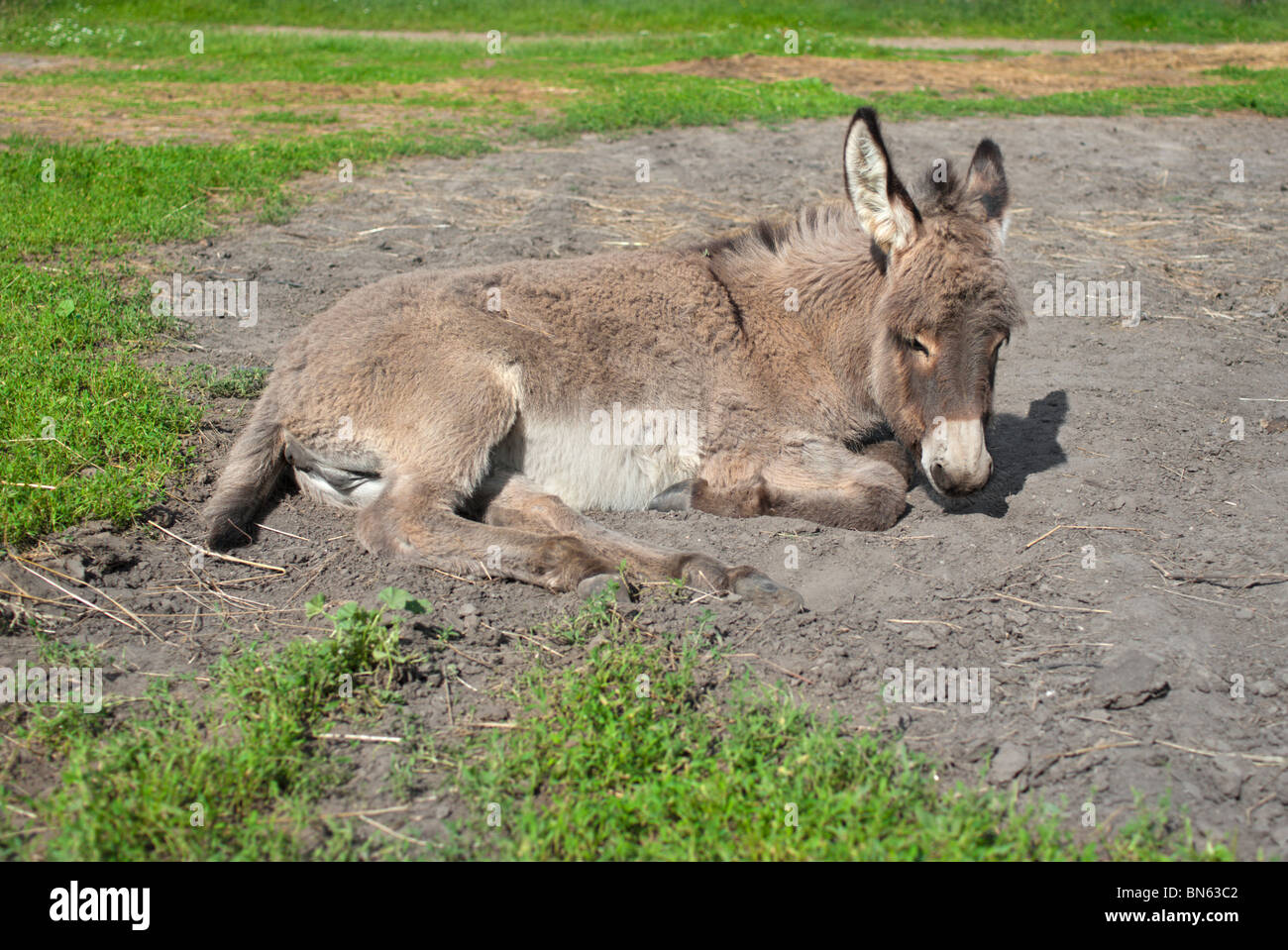 Donkey head profile hi-res stock photography and images - Alamy