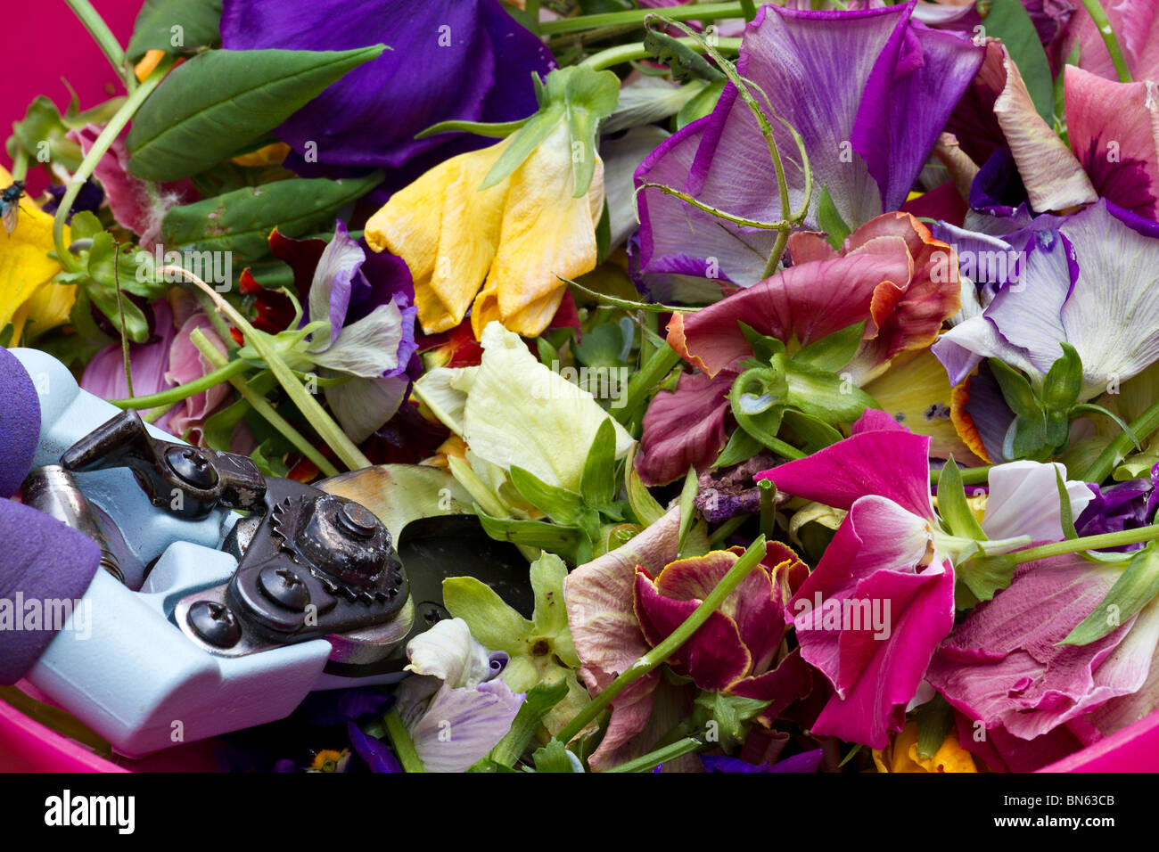 Deadheading pansies hi-res stock photography and images - Alamy