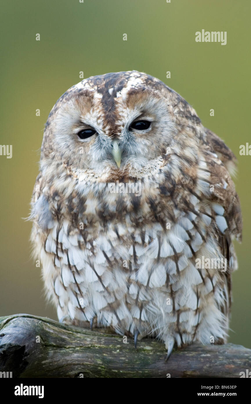Tawny owl (strix aluco Stock Photo - Alamy