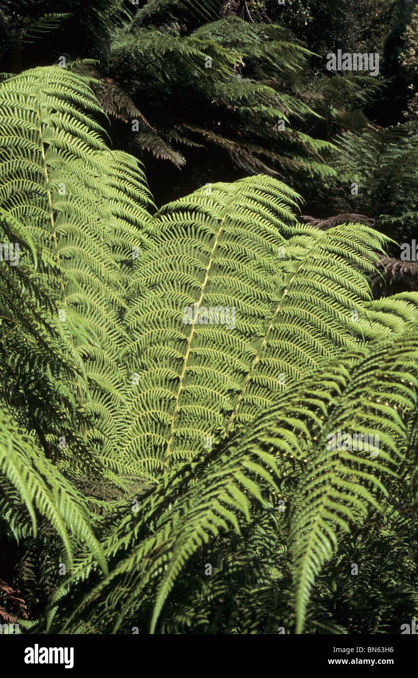 Giant tree ferns dicksonia australis hi-res stock photography and ...
