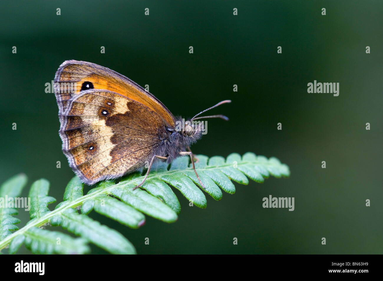Gatekeeper butterfly uk hi-res stock photography and images - Alamy