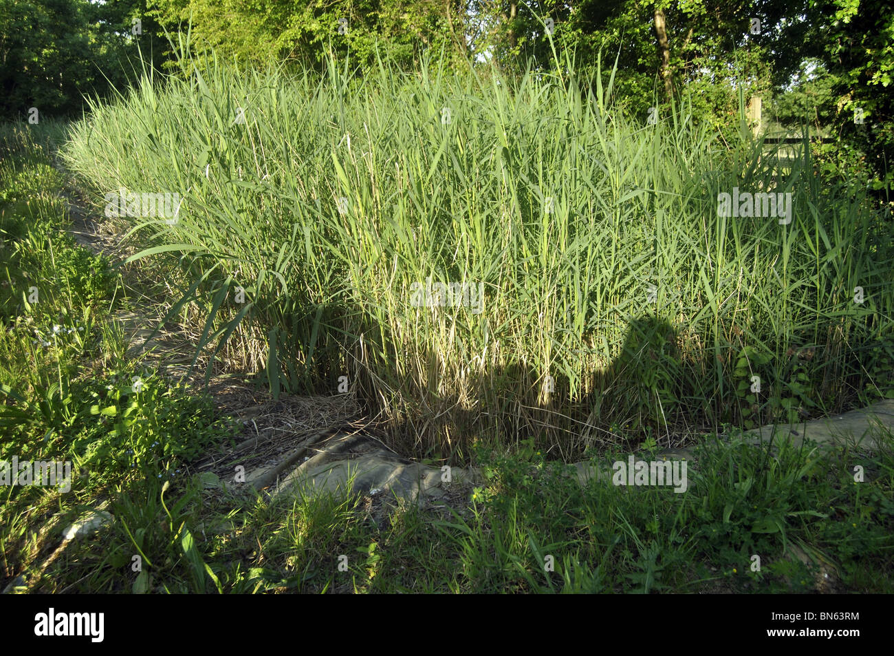 Artificial reed bed hi-res stock photography and images - Alamy