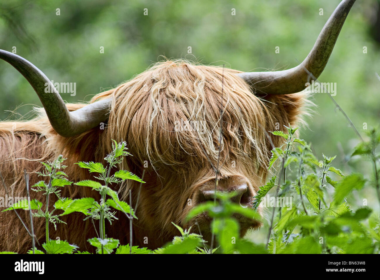 Highland cow looking over the top of a hedge Stock Photo - Alamy