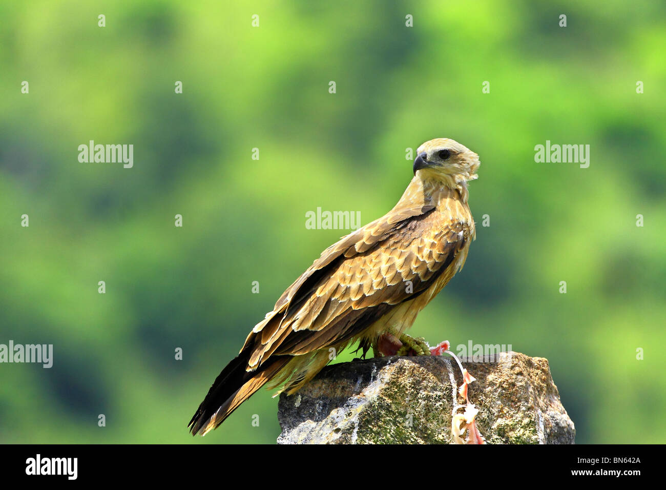 Eagle sitting on a stone Stock Photo - Alamy